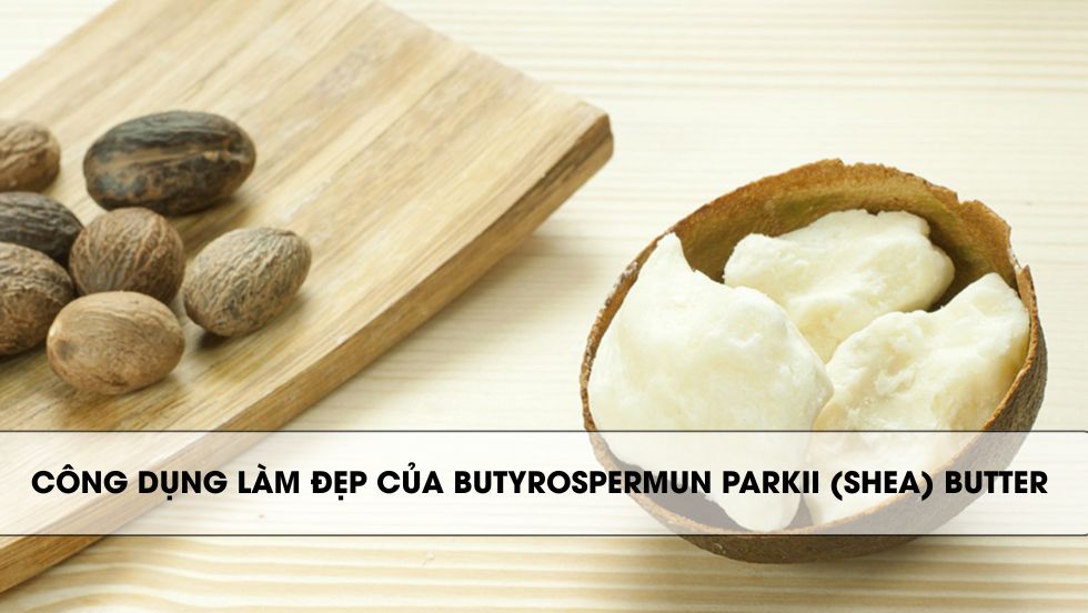 Công dụng làm đẹp của Butyrospermun Parkii (Shea) Butter | AusaSkin